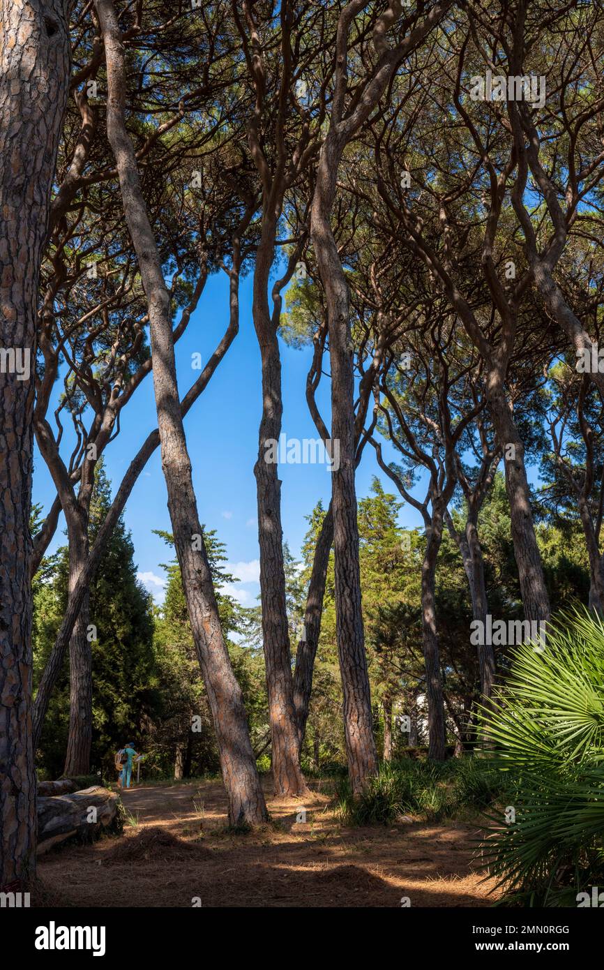 France, Alpes-Maritimes, Antibes, The Botanical Garden of Villa Thuret ...