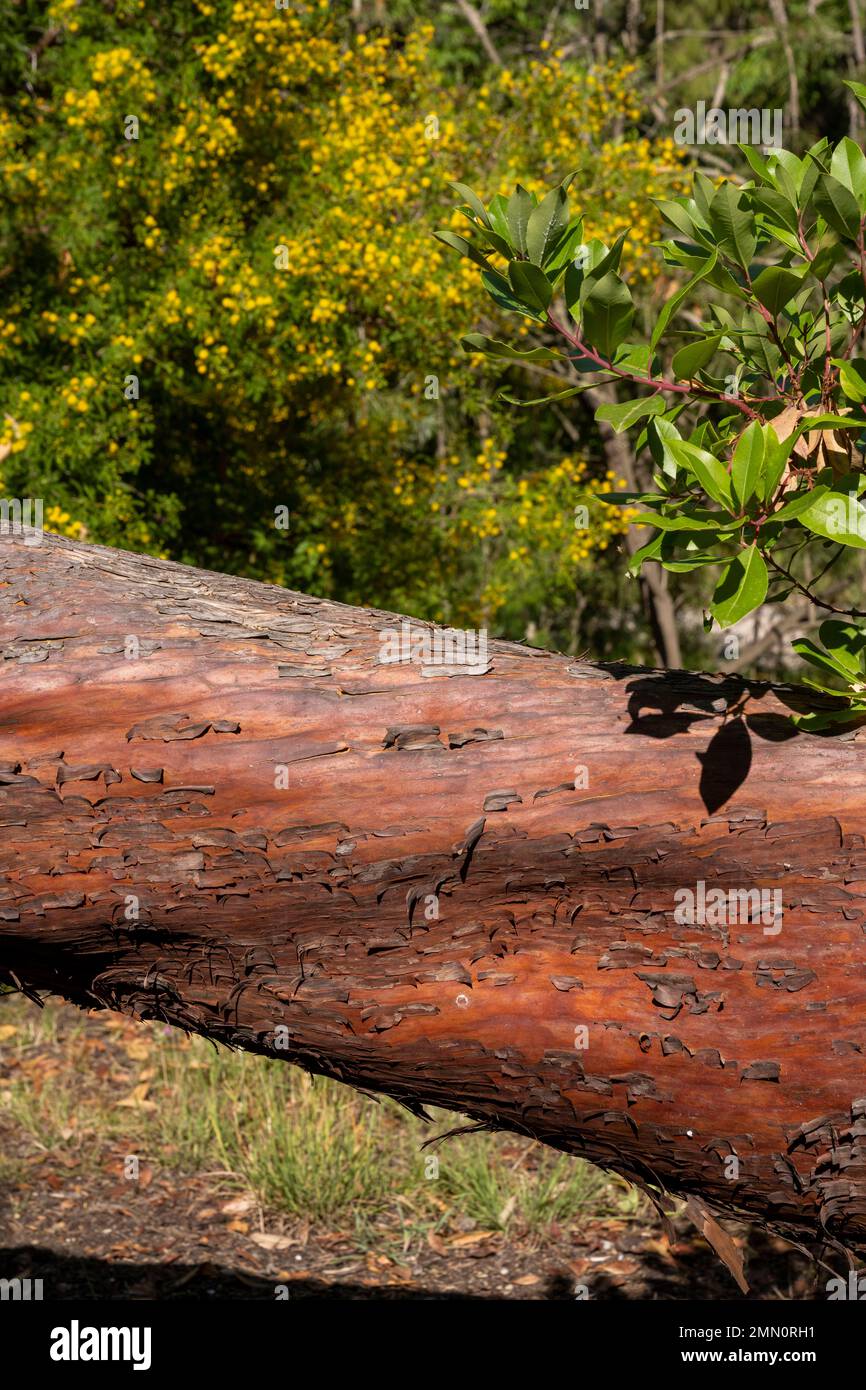France, Alpes-Maritimes, Antibes, The Botanical Garden of Villa Thuret ...