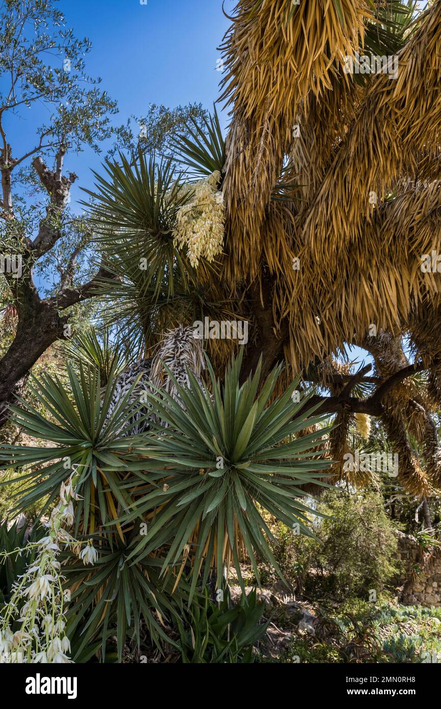Italy, Liguria, Province of Imperia, Ventimiglia, Hanbury Botanical ...