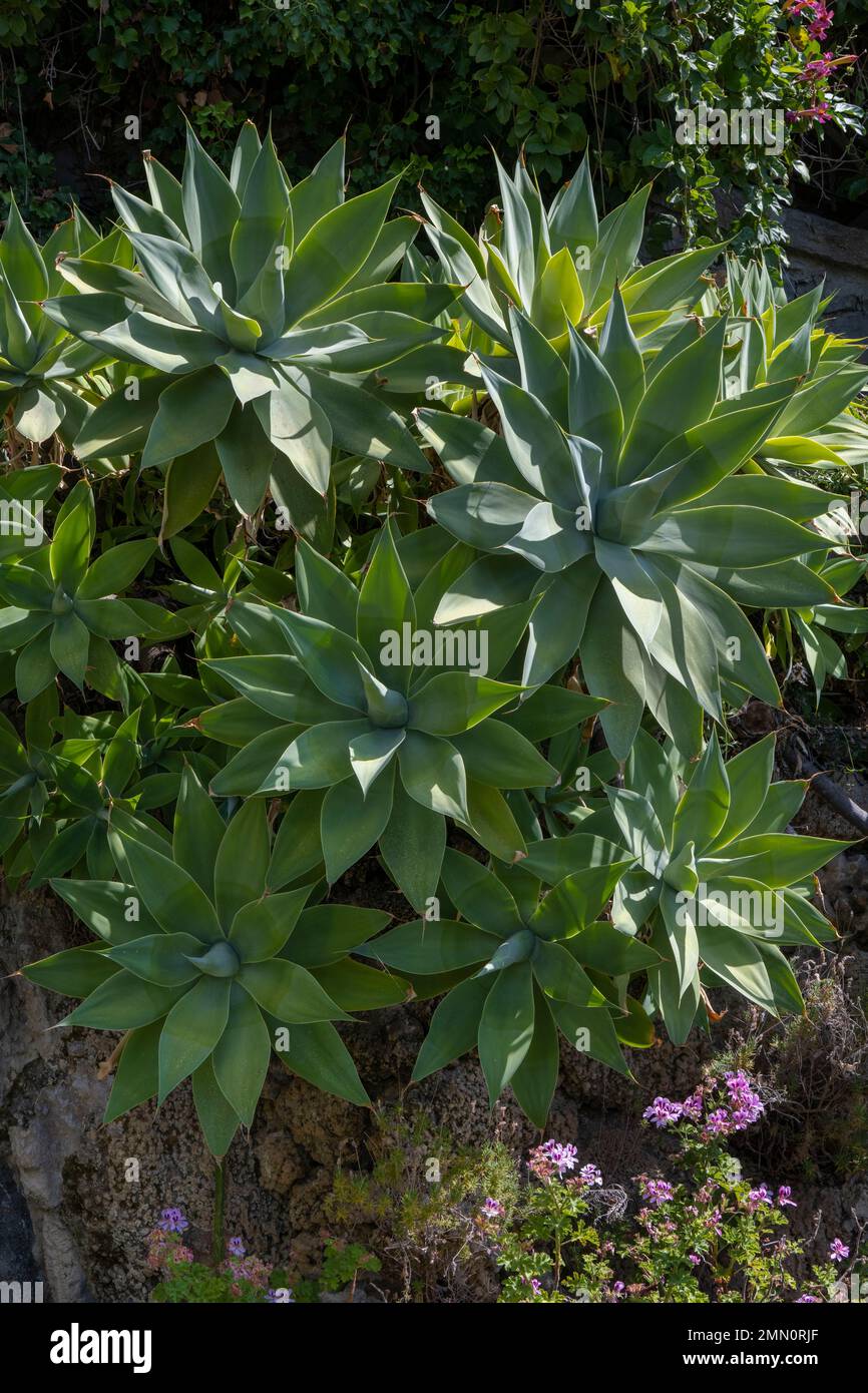 Italy, Liguria, Province of Imperia, Ventimiglia, Hanbury Botanical ...