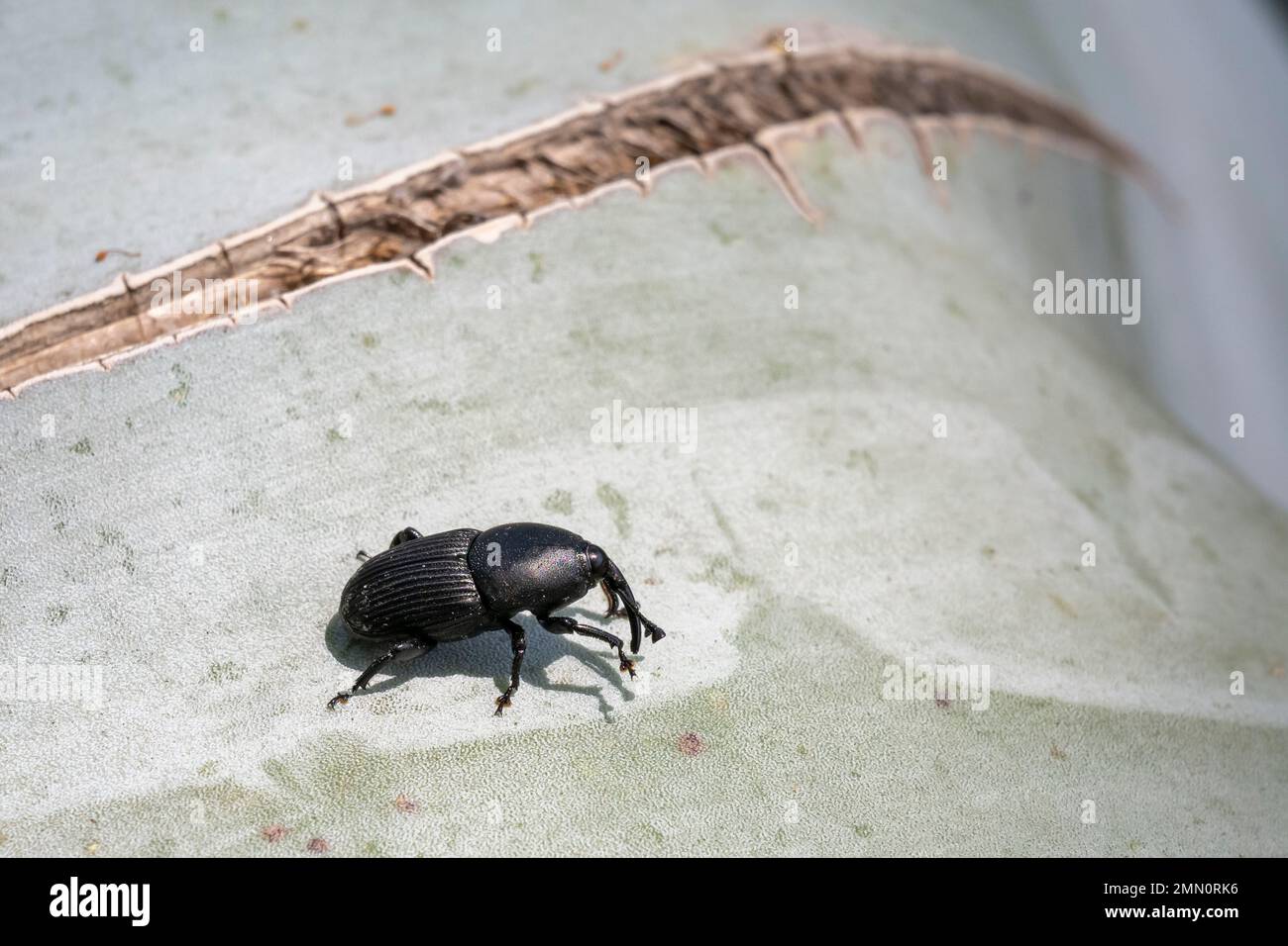 Black weevil hi-res stock photography and images - Alamy