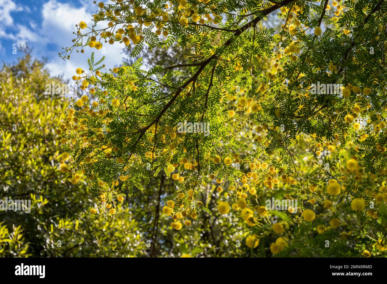 France, Alpes-Maritimes, Antibes, The Botanical Garden of Villa Thuret ...
