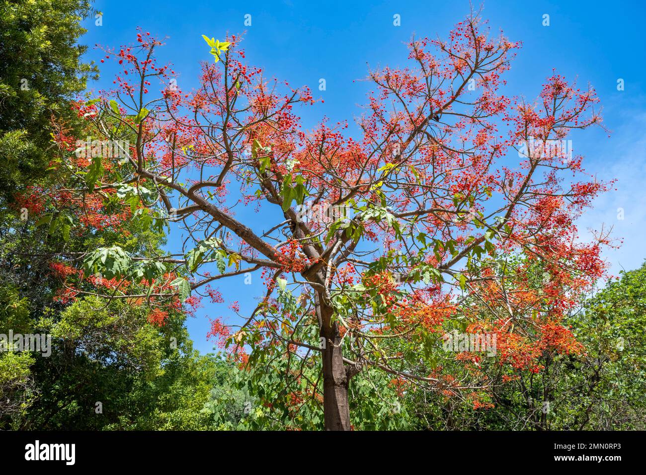 Italy, Liguria, Province of Imperia, Ventimiglia, Hanbury Botanical ...