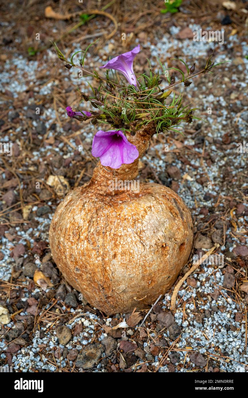 Volubis hi-res stock photography and images - Alamy