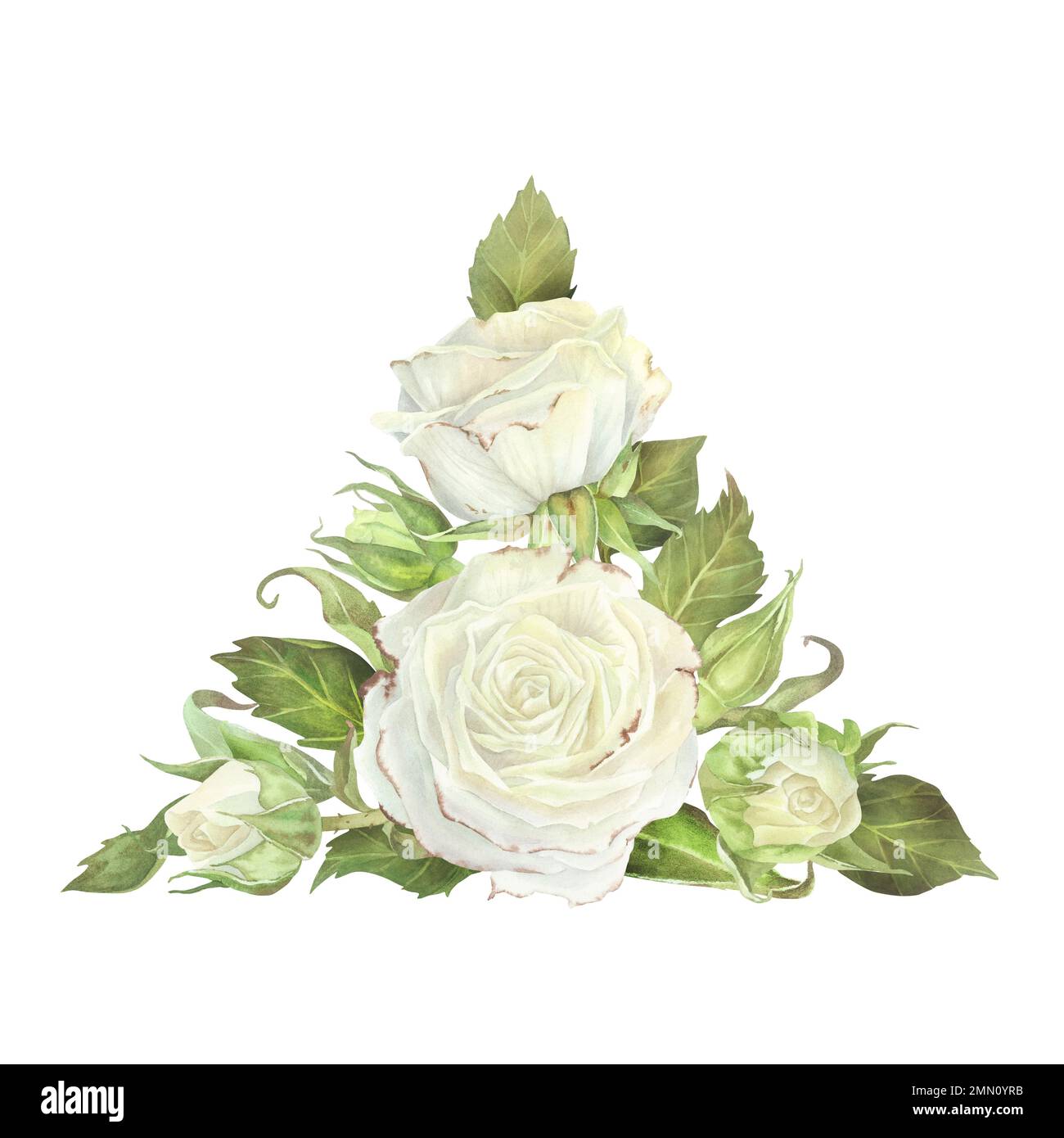Triangular composition of white roses, buds and leaves. Watercolor ...