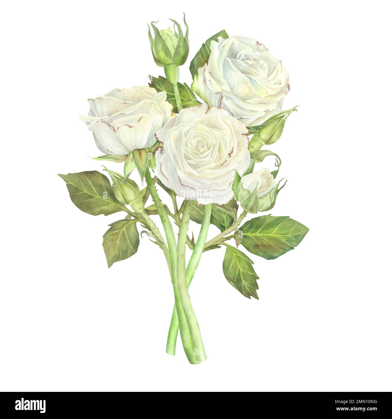 Bouquet of white roses. Watercolor illustration.Isolated on a white ...