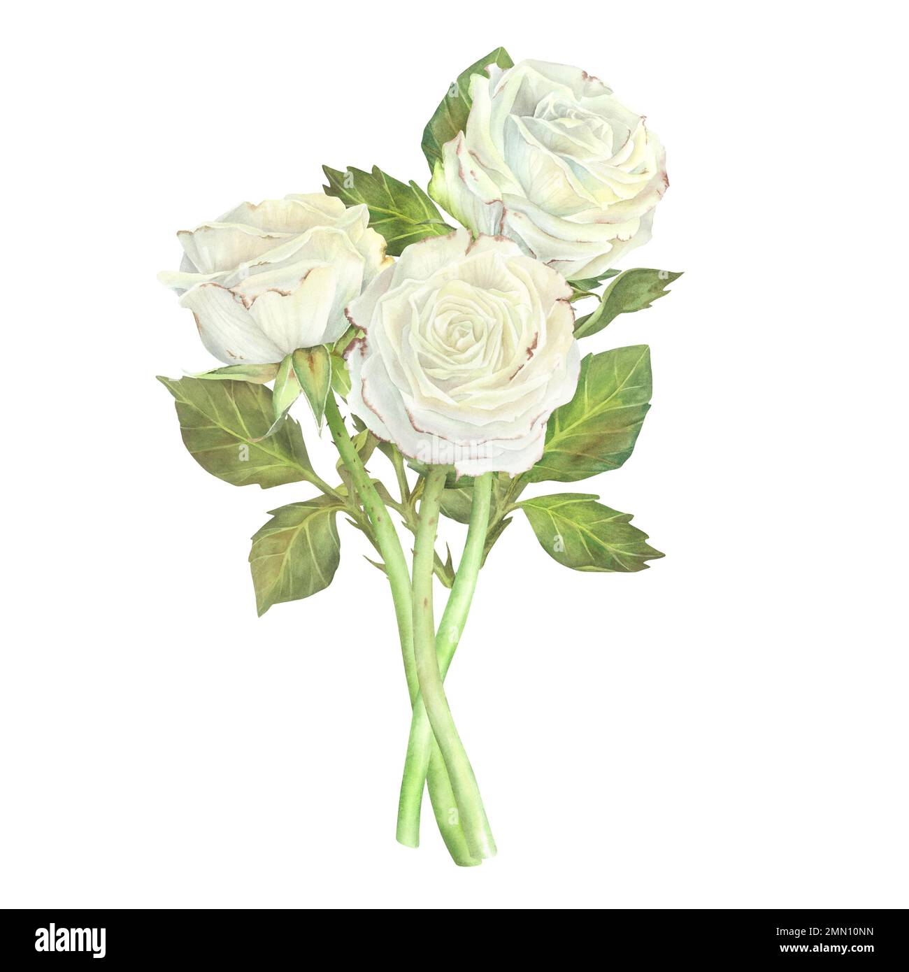 White Rose Clip Art