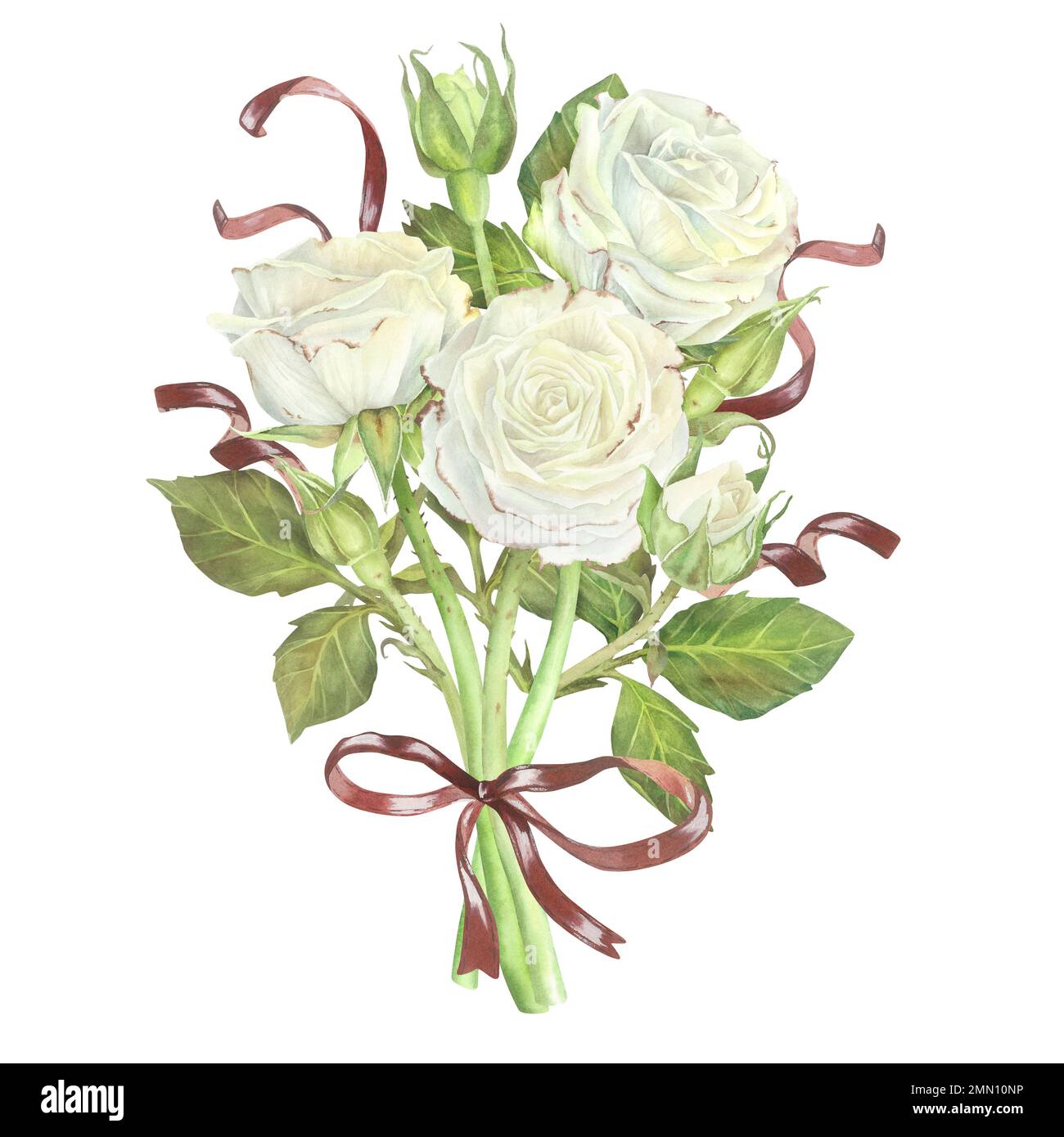 Bouquet of white roses with red ribbons and a bow. Watercolor ...
