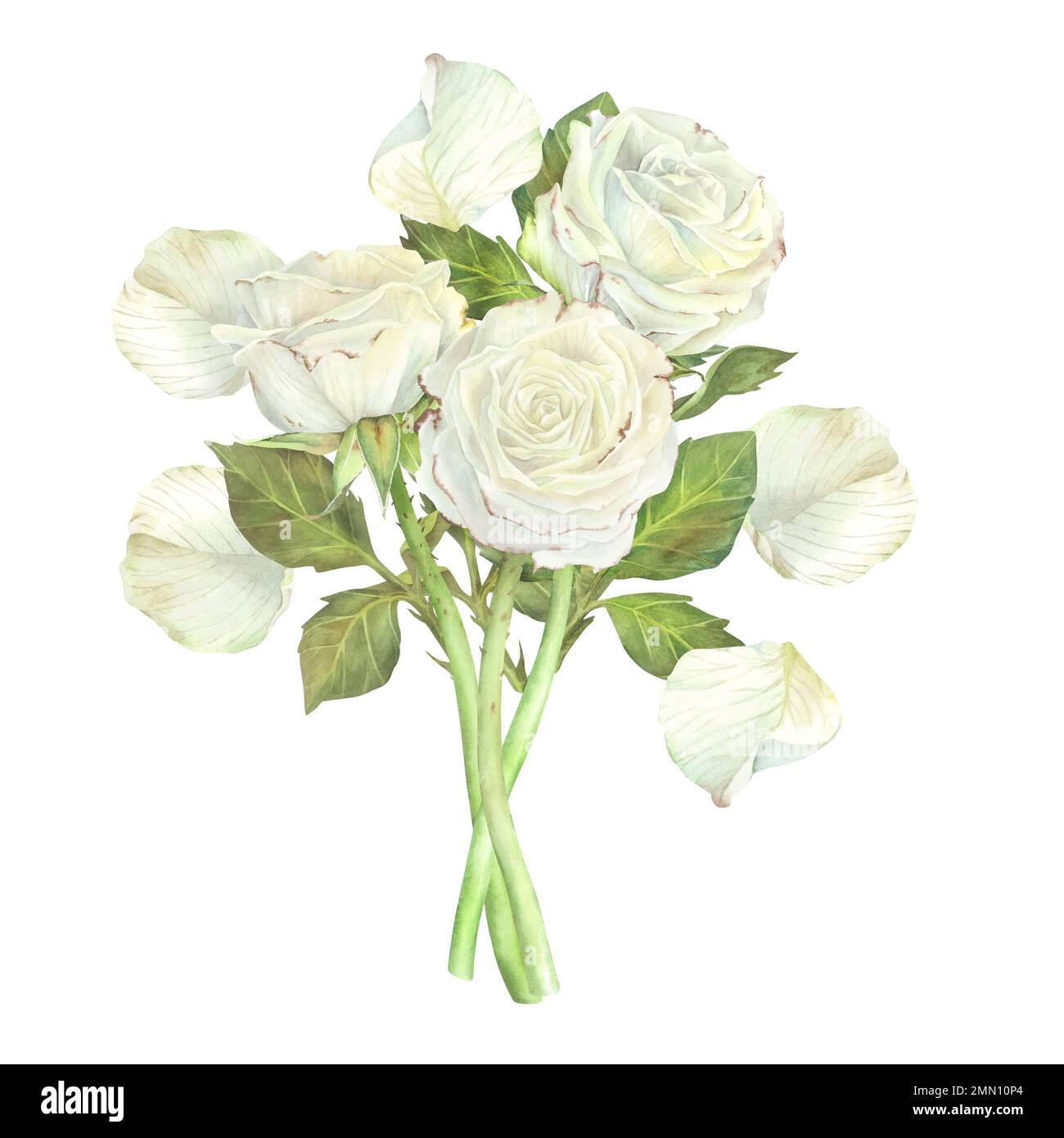 Bouquet of white roses. Watercolor illustration.Isolated on a white ...