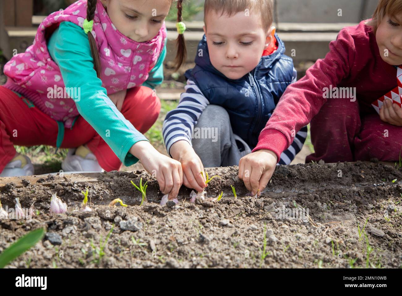 children plant seeds in open ground in spring. children's hands are ...
