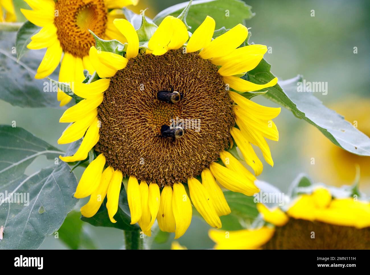 A couple of bumble bees inspect and pollinate a sunflower on a Gaddis ...