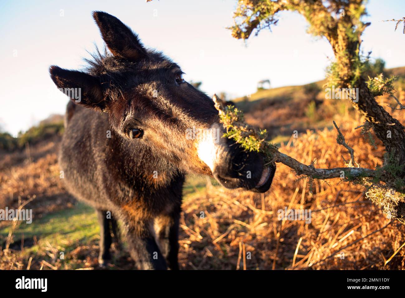 Donkey gorse bush hi-res stock photography and images - Alamy
