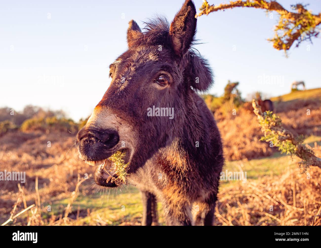 Donkey with winter coat eating gorse bush in the New Forest Hampshire ...