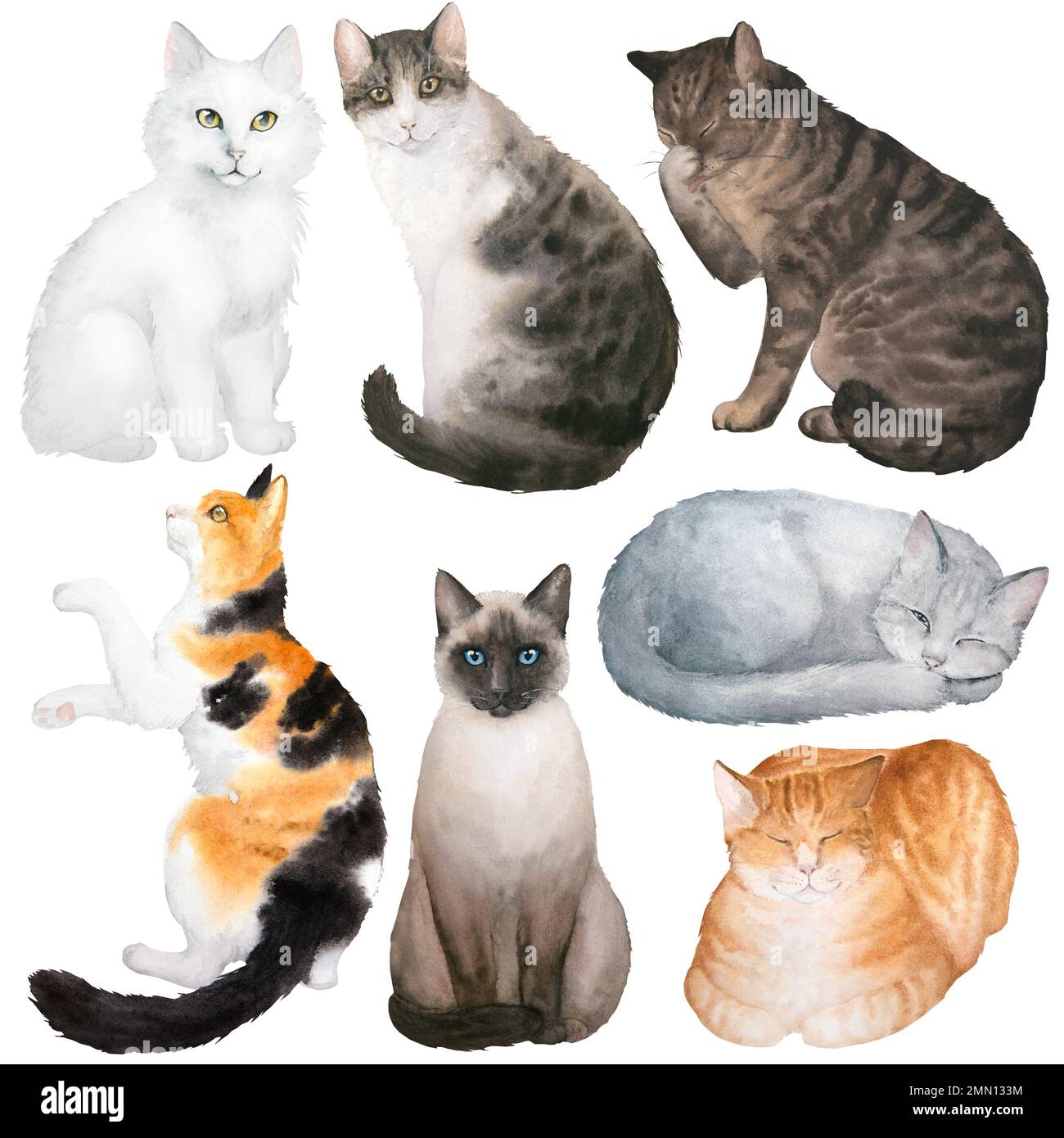 Watercolor illustration of a set of cats isolated on a white background ...