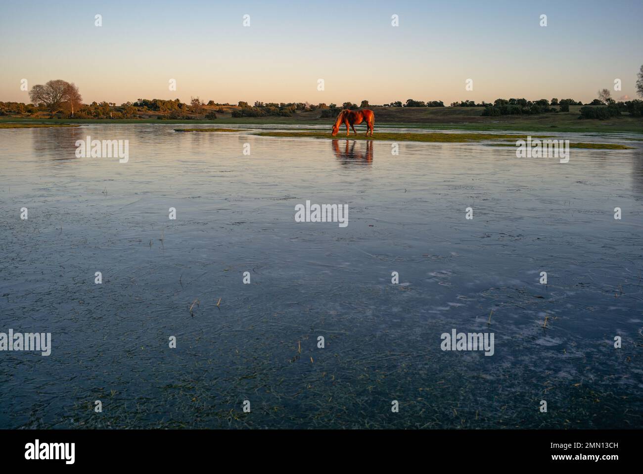 A new forest pony on a grass island in the middle of a frozen pond on ...
