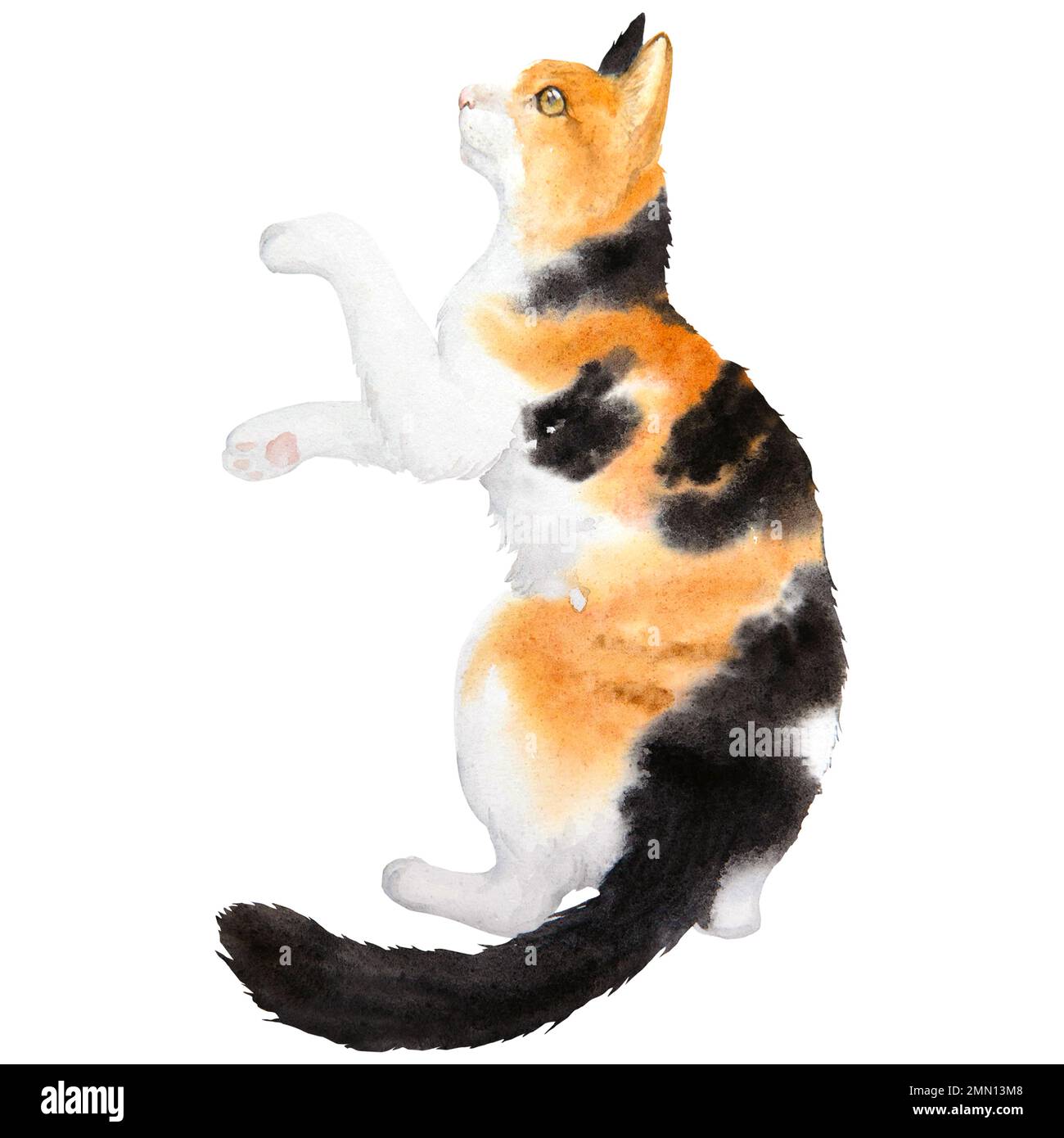 Watercolor illustration of tricolor cute cat isolated on white ...
