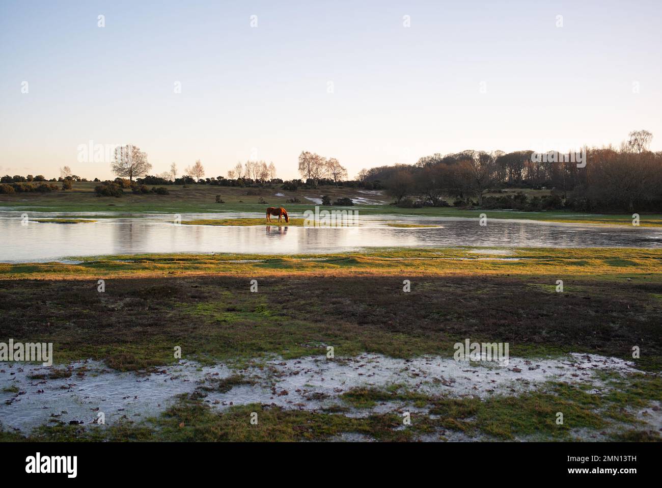 A new forest pony on a grass island in the middle of a frozen pond on ...