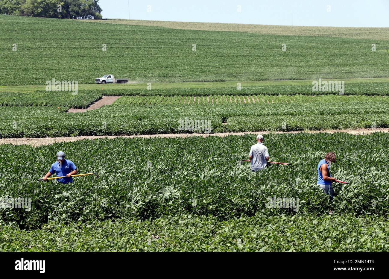 Workers look for weeds in a research field of soybeans, near ...