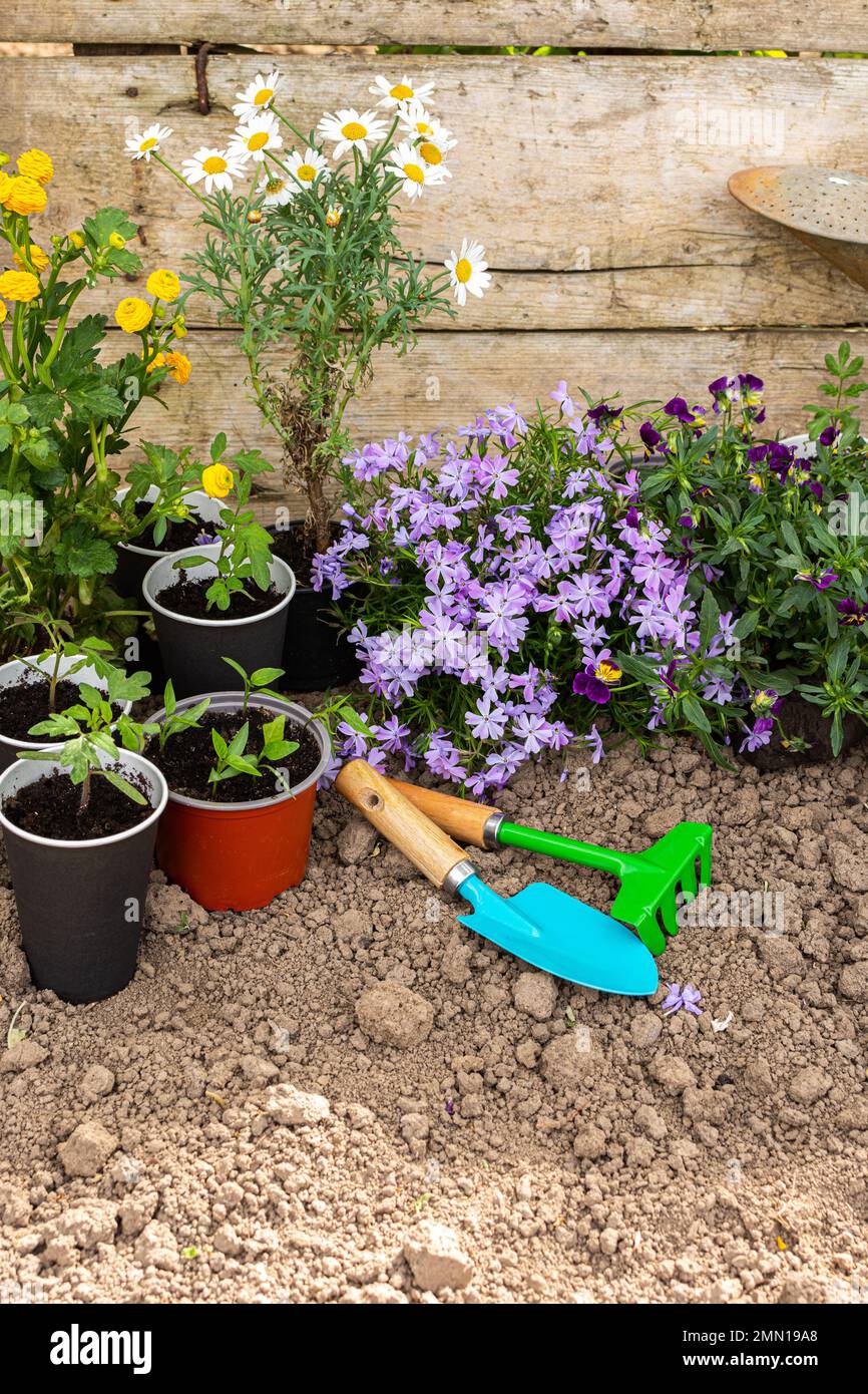 Spring garden decoration with flowers, planting flowers in the ground ...