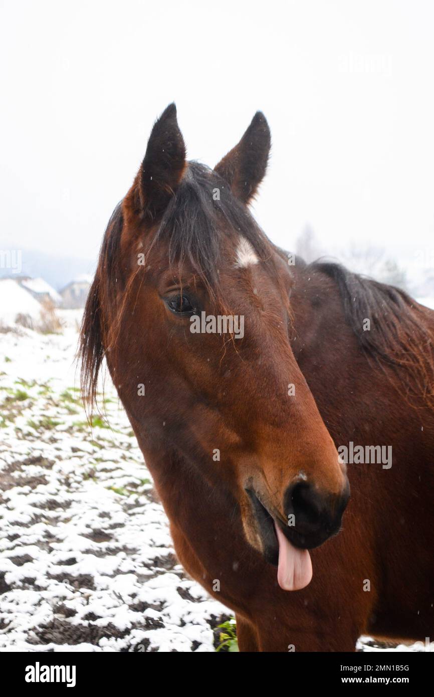 Catching snowflakes hi-res stock photography and images - Alamy