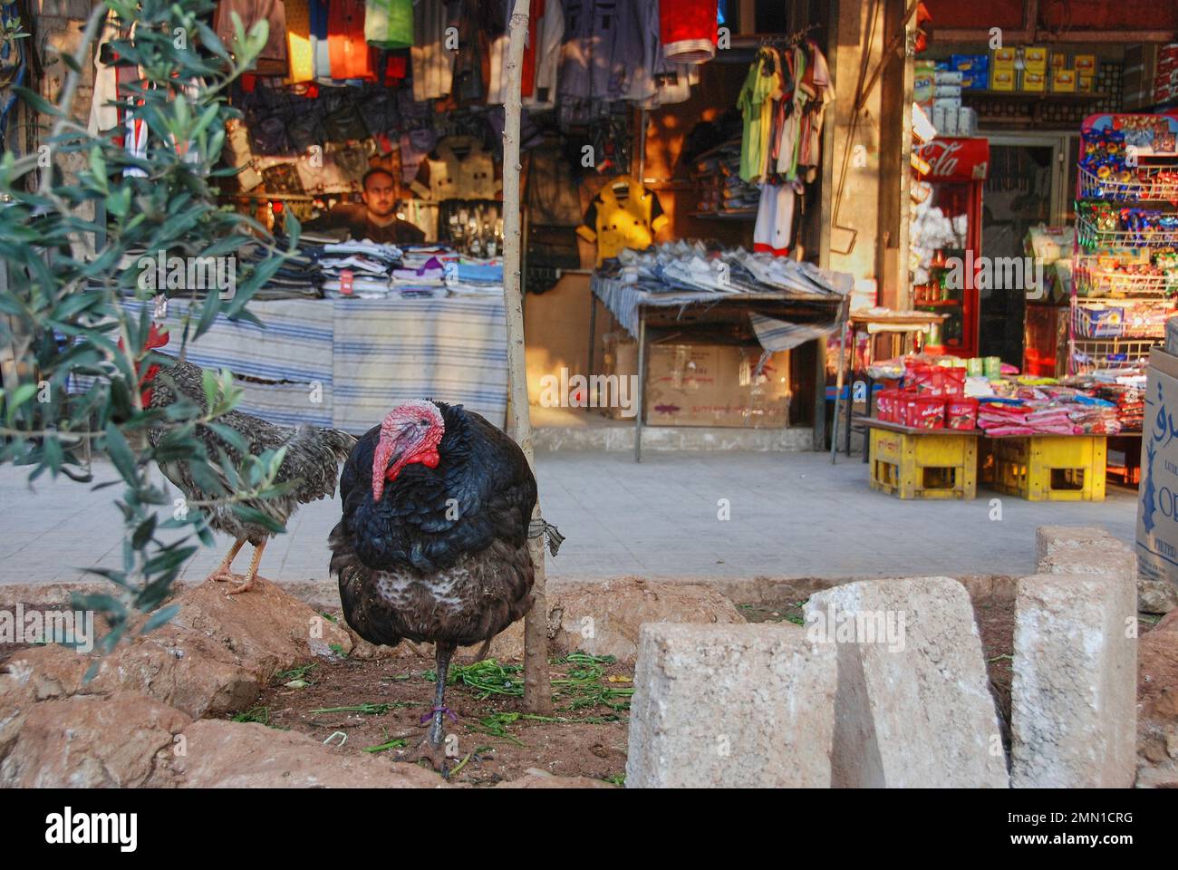 Turkey sitting in front of a merchants grocery store in the city center of Aleppo down town in ...