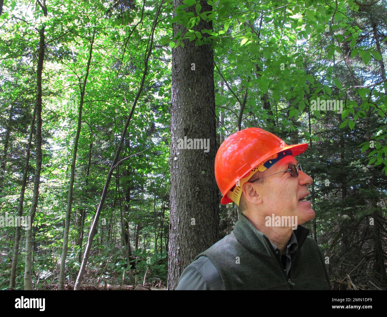 In this June 12, 2018, photo, U.S. Forest Service scientist Paul ...