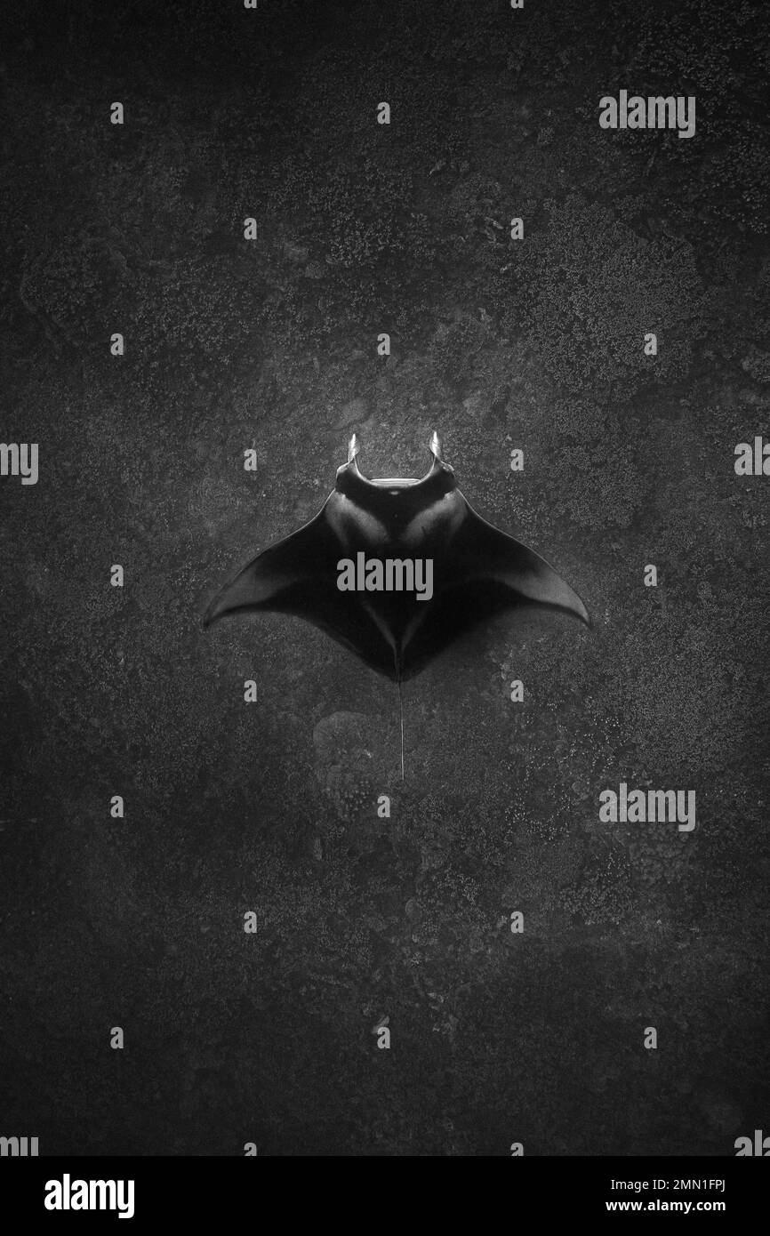 Manta ray (mobula alfredi) in black and white from above Stock Photo ...