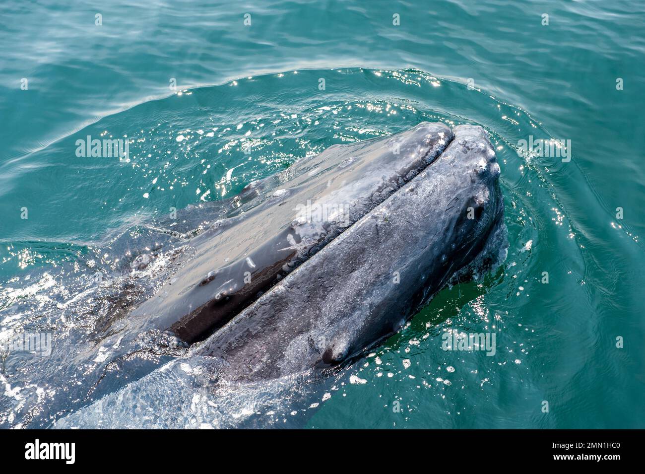Whale watch cape cod hi-res stock photography and images - Alamy