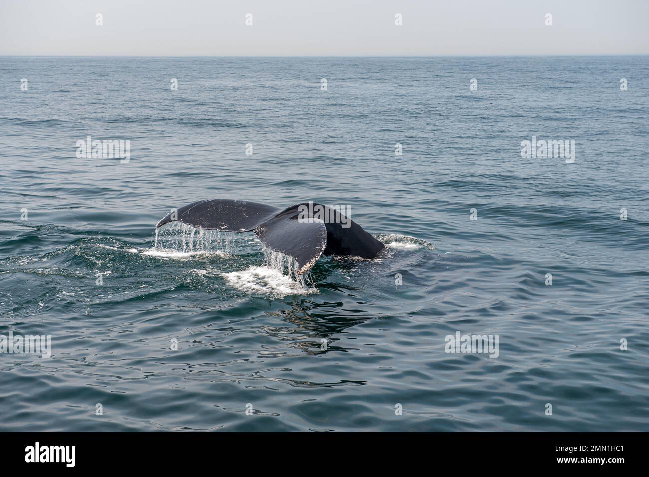 Humpback whale viewed during a cruise in the waters outside ...