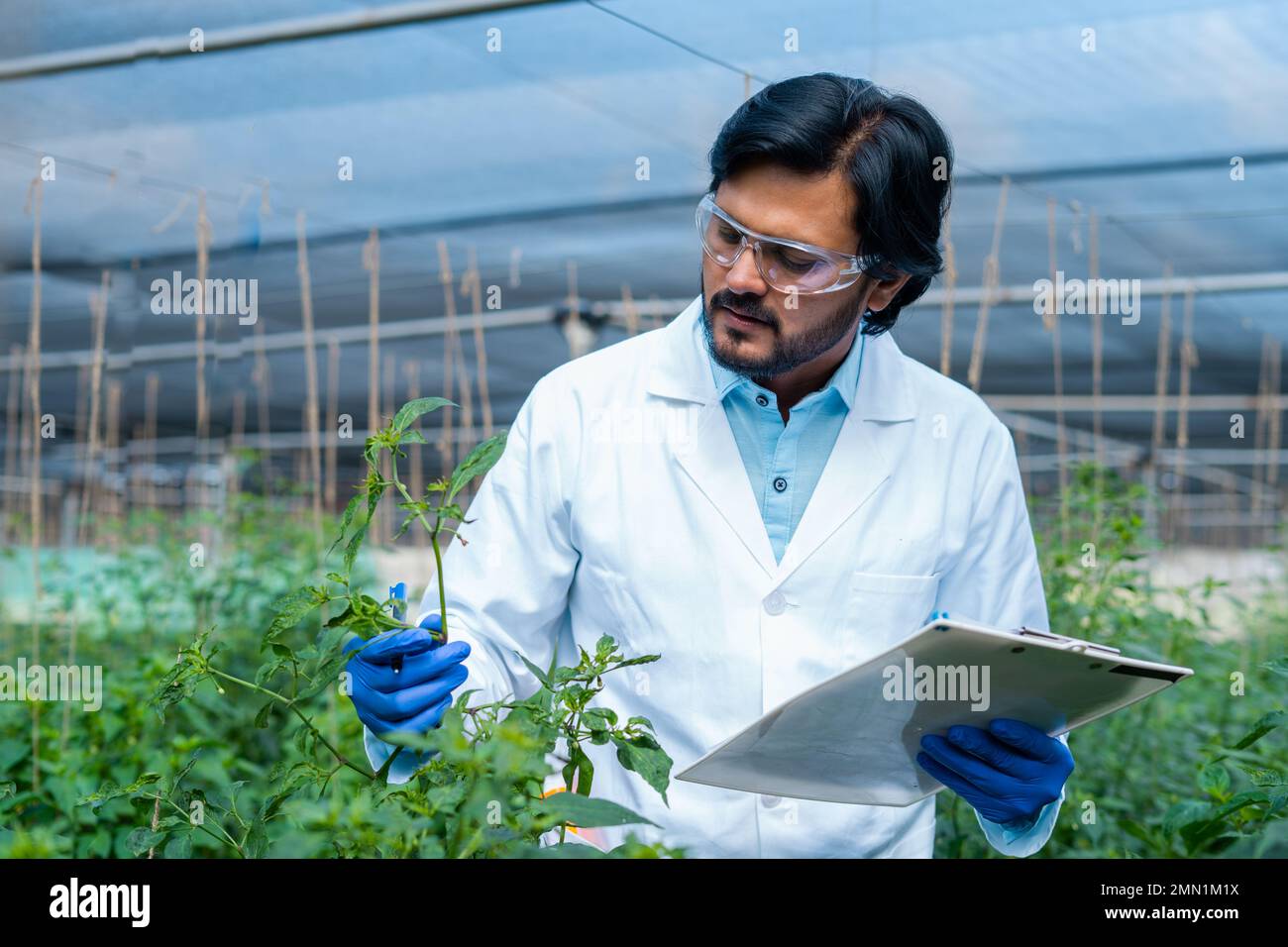 agro scientist busy working at greenhouse by noting down plant ...