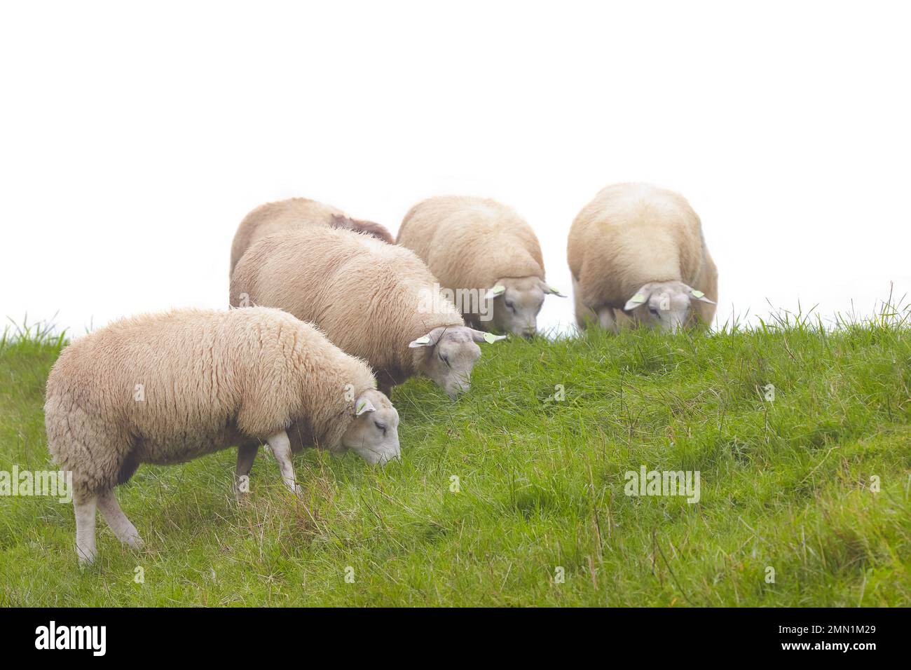 Group of Dutch sheep on a dike with fresh green grass isolated on a ...