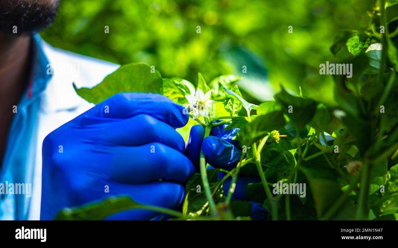 Close up shot of hands with gloves manually pollination for capsicum ...