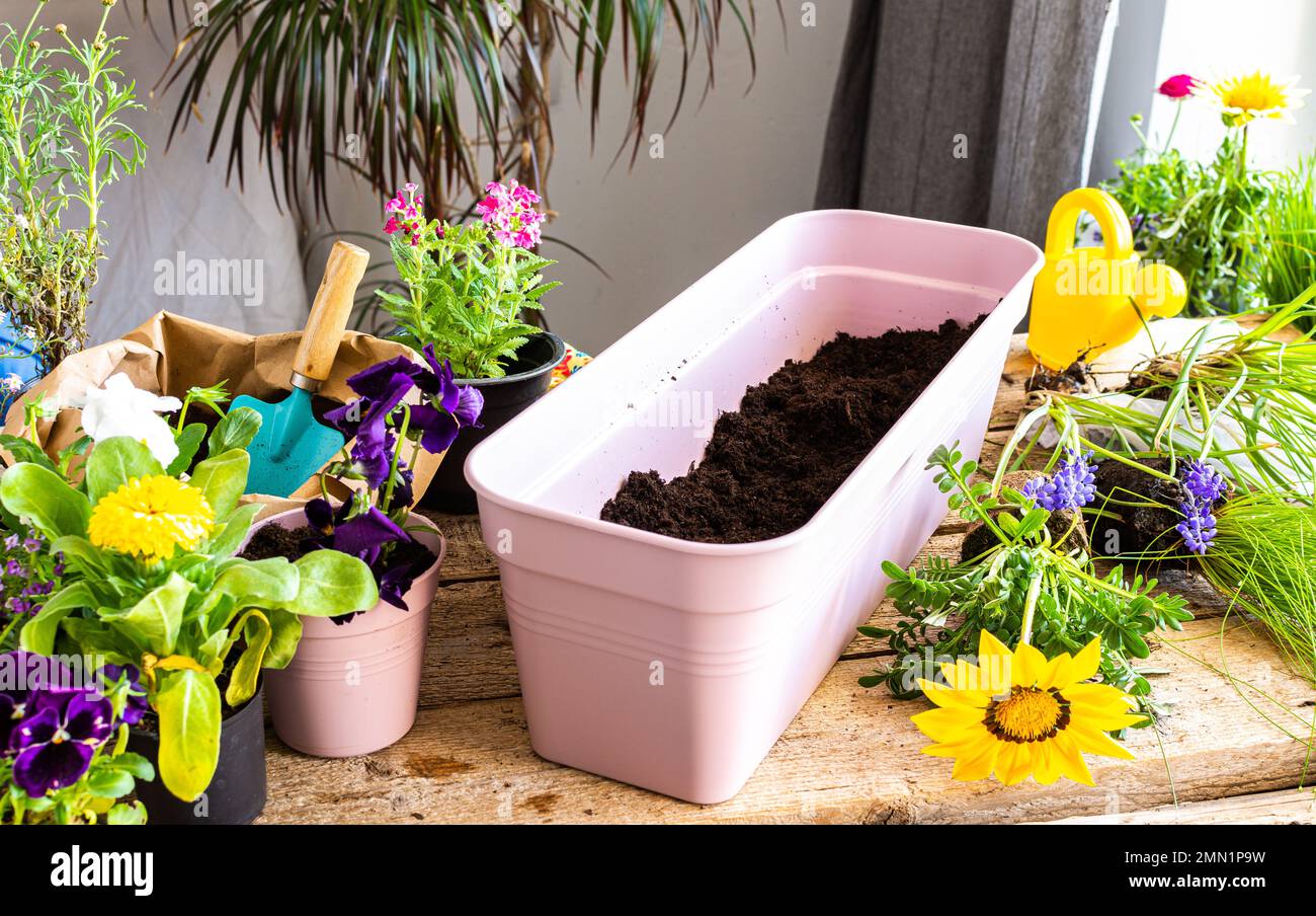 Spring decoration of a home balcony or terrace with flowers ...