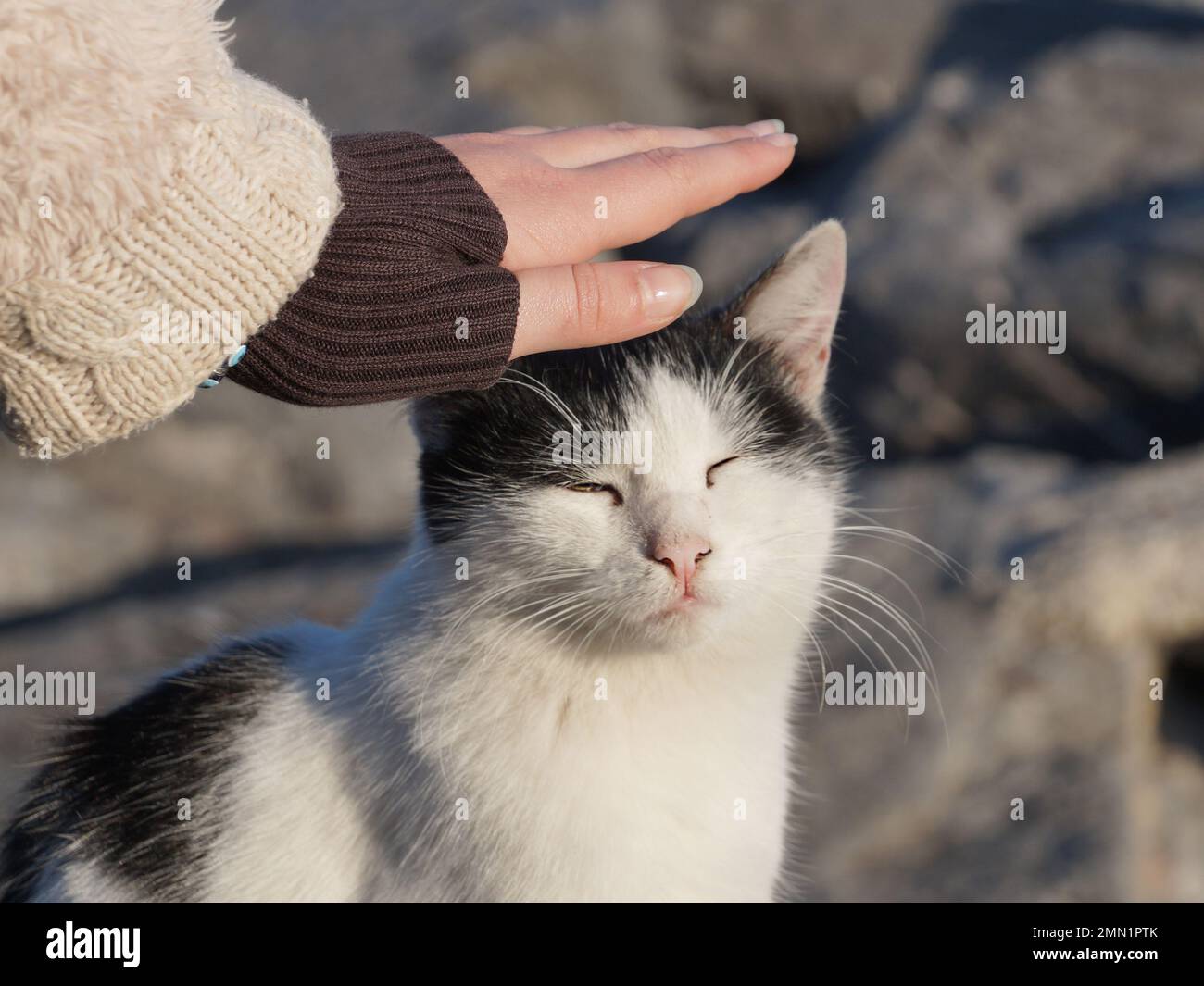 Hand of a cat hi-res stock photography and images - Alamy