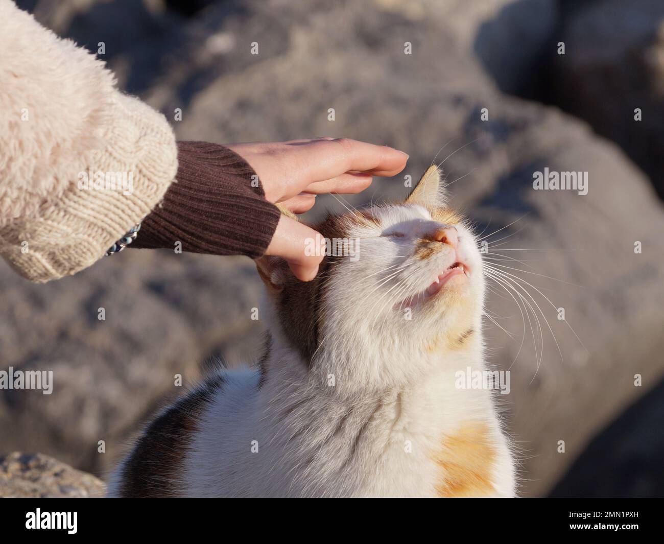 Hand of a cat hi-res stock photography and images - Alamy