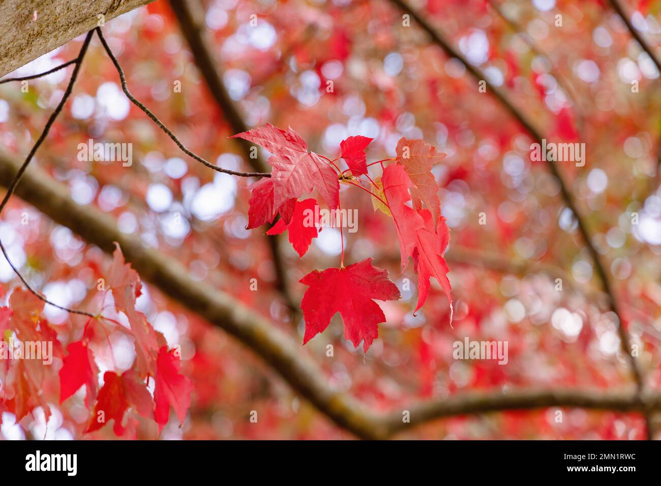A close view of red maple leaves from a tree Stock Photo - Alamy