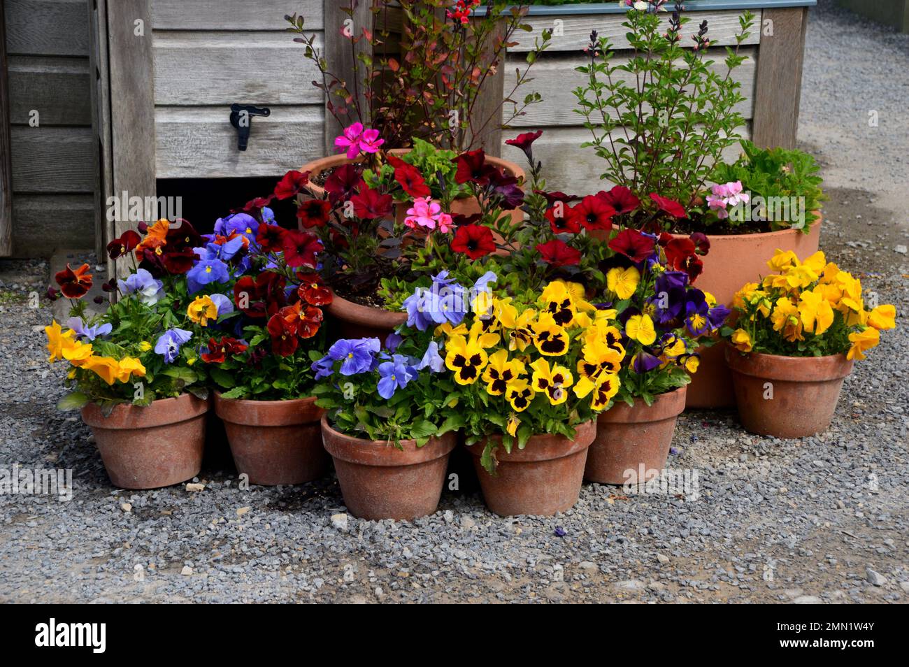 Terracotta Flowerpots with a Mixture Pansies, Petunias and Geraniums on ...