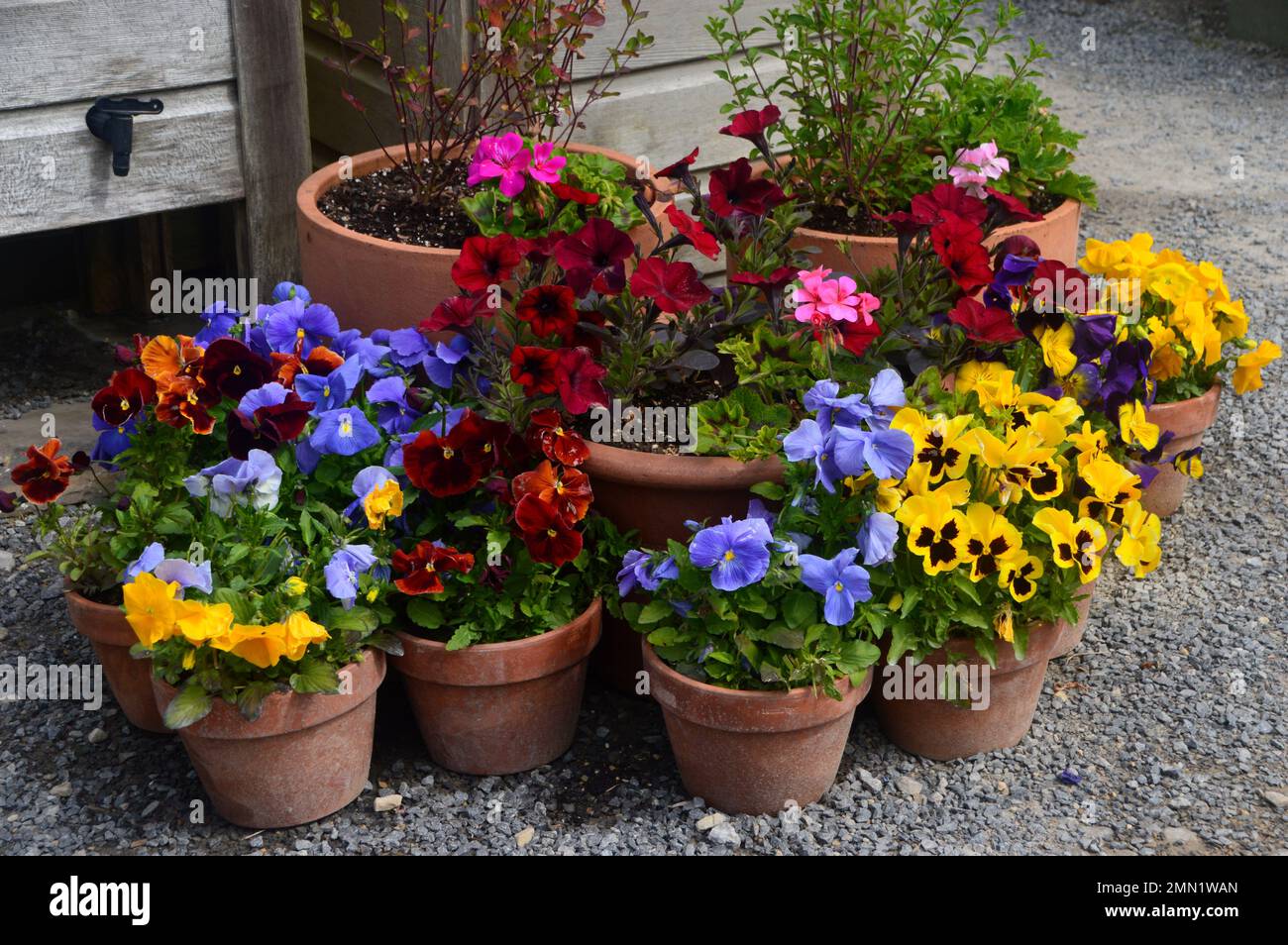 Terracotta Flowerpots with a Mixture Pansies, Petunias and Geraniums on ...