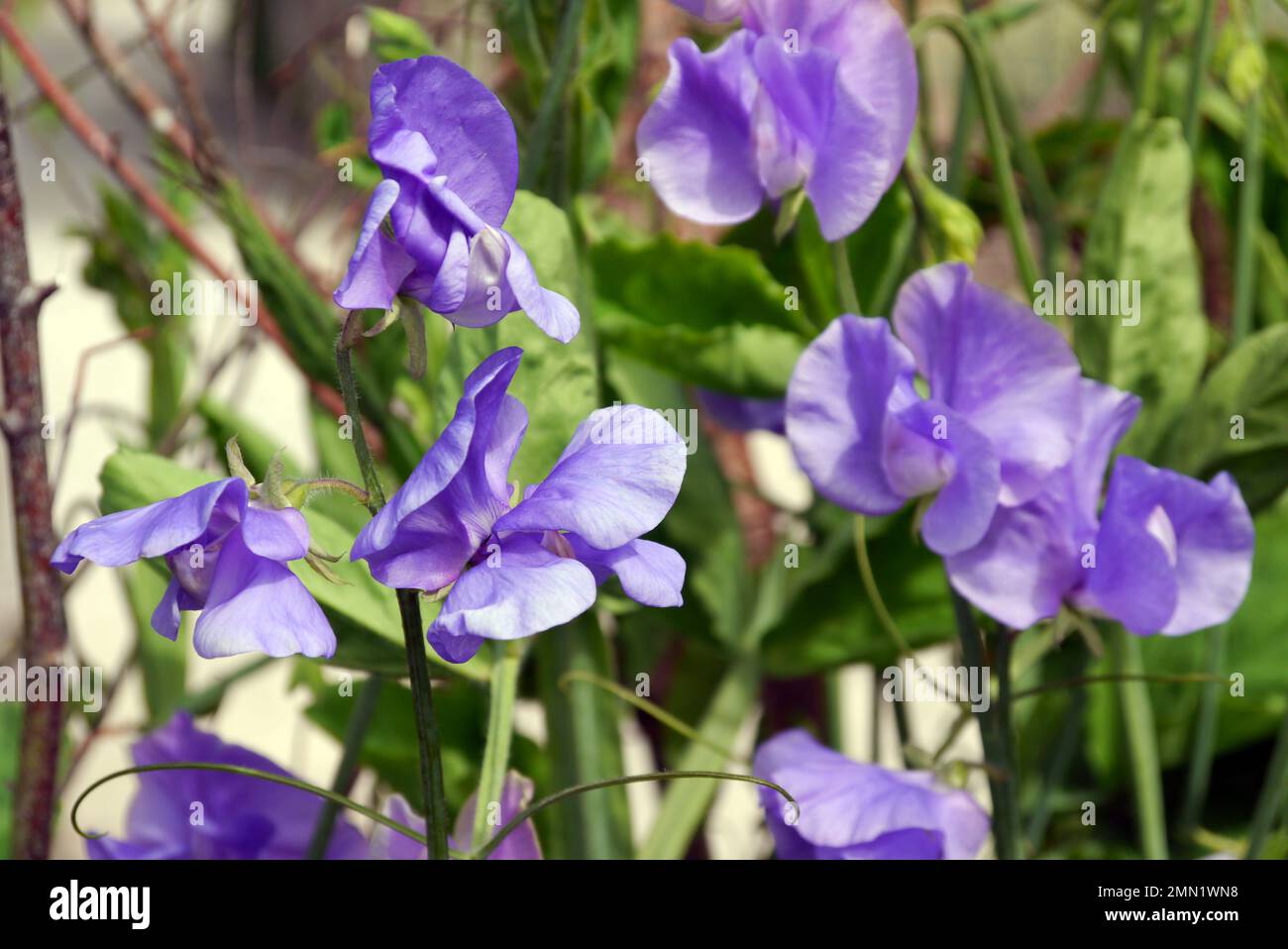 Lilac/Mauve Coloured (Lathyrus Odoratus) Sweet Pea 'Help the Heroes ...