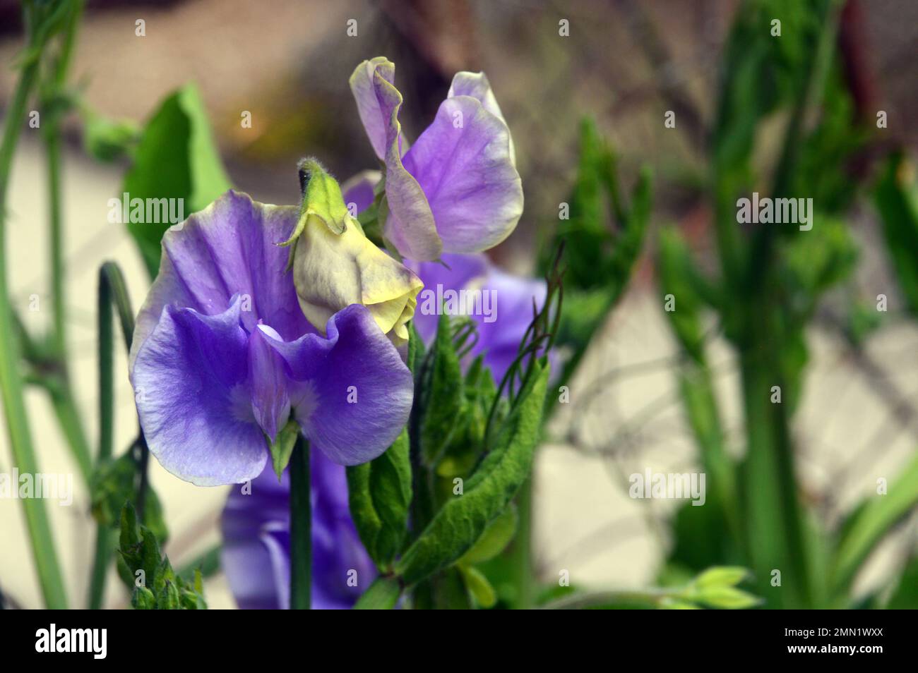 Lilac/Mauve Coloured (Lathyrus Odoratus) Sweet Pea 'Help the Heroes ...