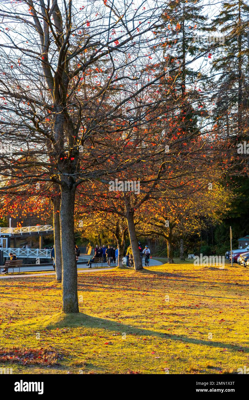 Vancouver maple leaf hi-res stock photography and images - Alamy