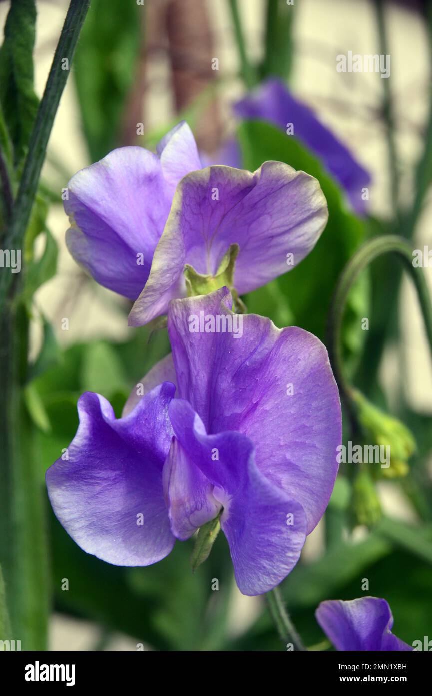 Lilac/Mauve Coloured (Lathyrus Odoratus) Sweet Pea 'Help the Heroes ...