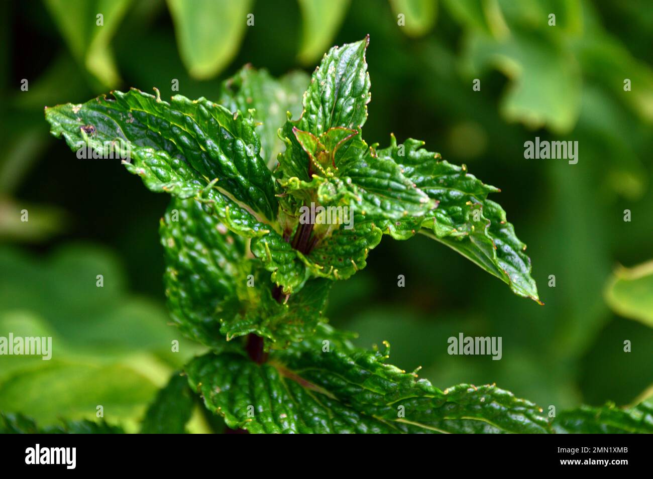 Curly Mint Leaves (Mentha Spicta Crispa) grown in a Raised Bed in the Herb Garden at RHS Garden ...