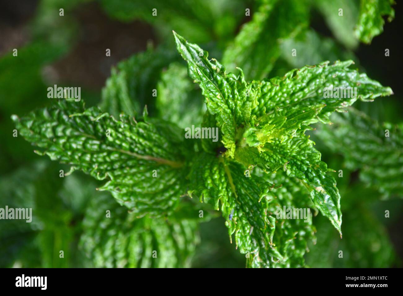 Curly Mint Leaves (Mentha Spicta Crispa) grown in a Raised Bed in the ...