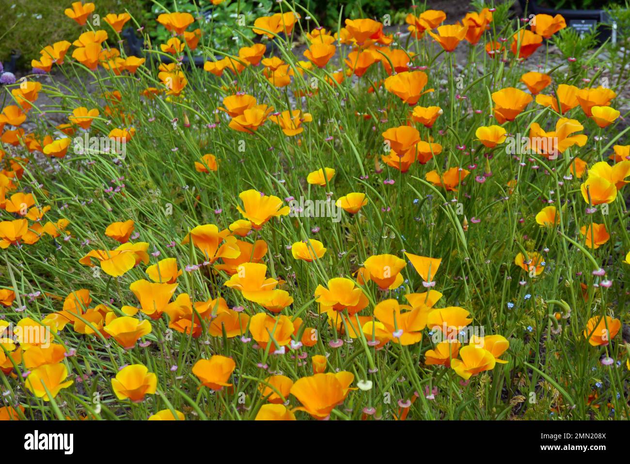 Orange/Yellow Eschscholzia Californica 'California Poppy' Flowers grown ...