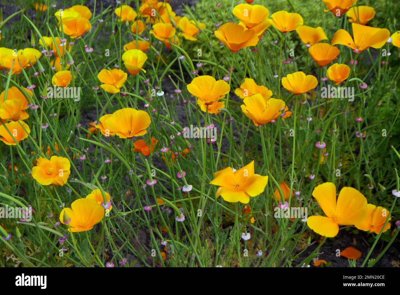 Orange/Yellow Eschscholzia Californica 'California Poppy' Flowers grown ...