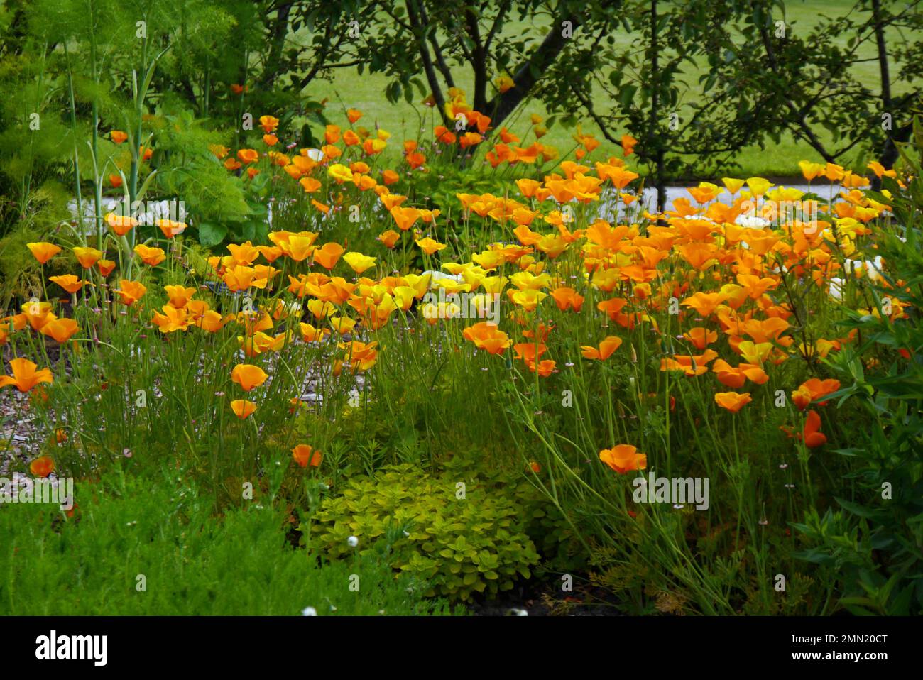 Yellow orange californian eschscholzia poppies californica hi-res stock ...