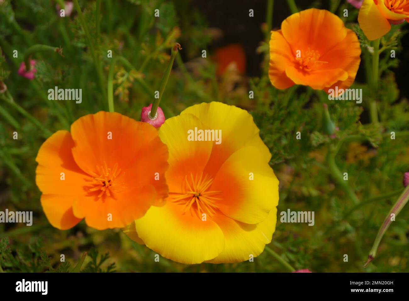 Orange/Yellow Eschscholzia Californica 'California Poppy' Flowers grown ...