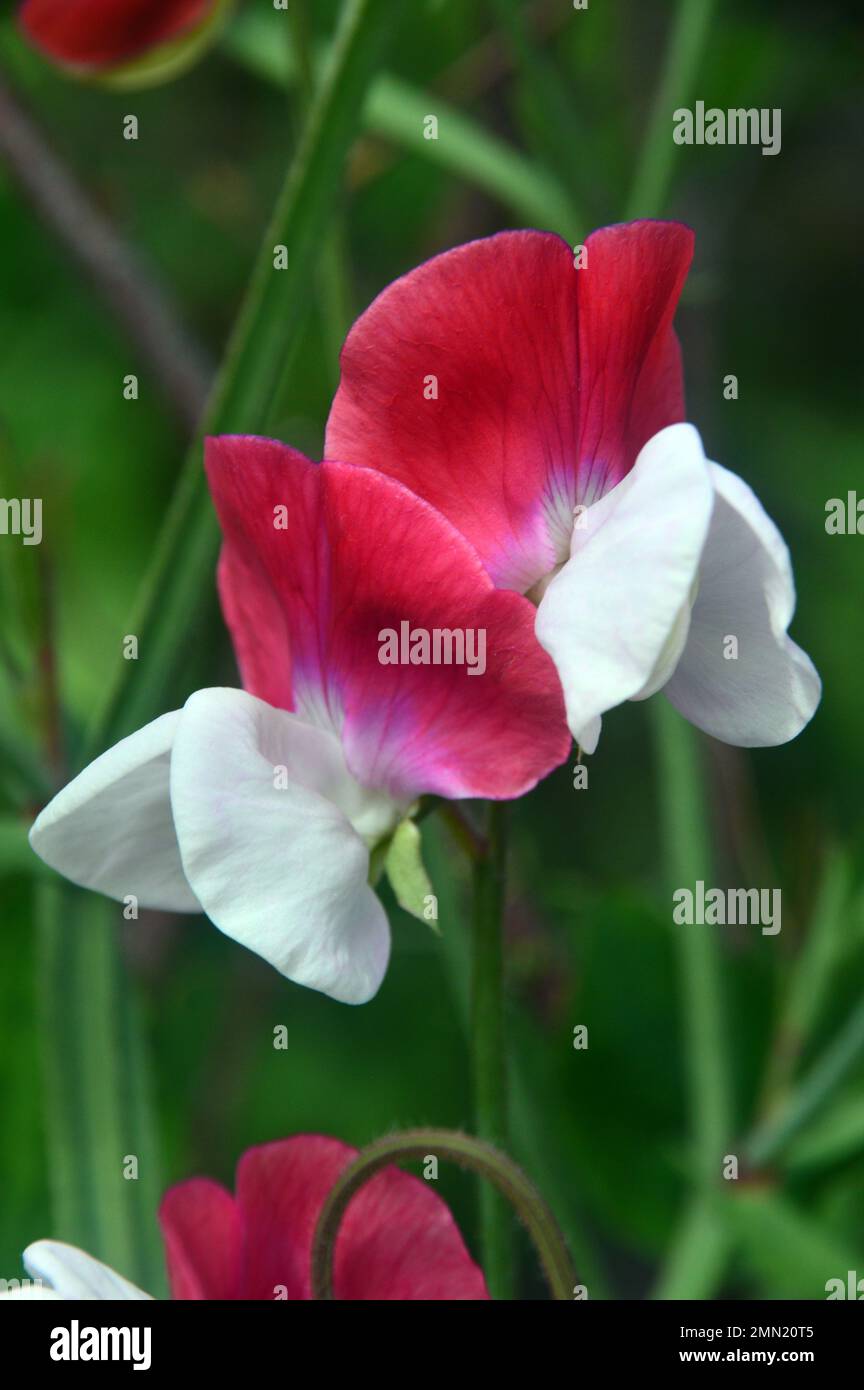 Painted lady sweet peas hi-res stock photography and images - Alamy