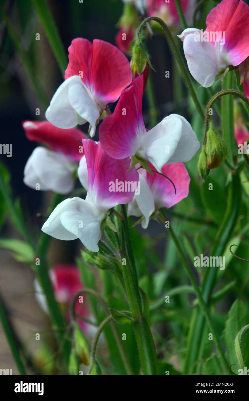 Pink & White Bi-Coloured (Lathyrus Odoratus) Sweet Peas 'Painted Lady ...